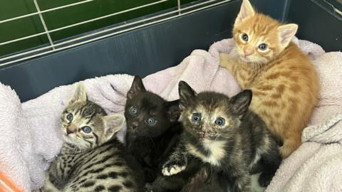 Paignton Zoo welcomes arrival of 'Bambi-like' antelope calf - BBC News