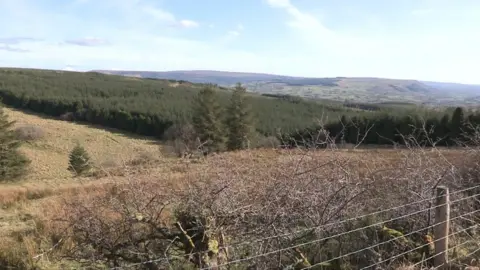 Leitrim trees: Anger at Irish climate change scheme