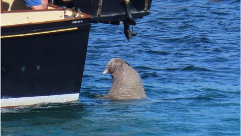 Isles of Scilly: Wally the walrus spotted off beach - BBC News