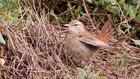 Rare rufous bush chat in UK for first time in 40 years - BBC News