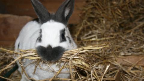 Deadly RHD rabbit virus shuts UK competition shows - BBC News