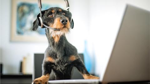 New DogPhone invention lets your pet call you - BBC Newsround