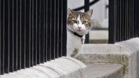The new PM's first job: Impress the cat - BBC News
