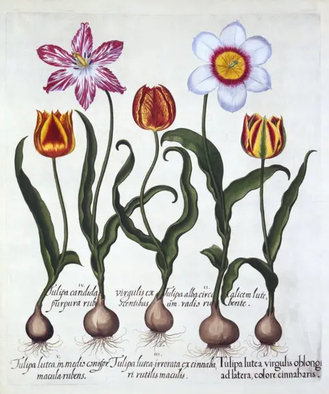 Was Tulip Mania really the first great financial bubble?
