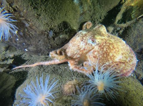 Scuba-diver photographs Scotland's colourful marine life - BBC News