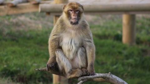 Jimmy's Farm Ipswich: Seven rescue monkeys settle in to new home - BBC News