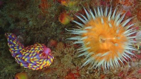 Rare rainbow sea slug found in Falmouth rock pool - BBC News
