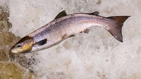 Shrewsbury's leaping salmon perform for photographers - BBC News