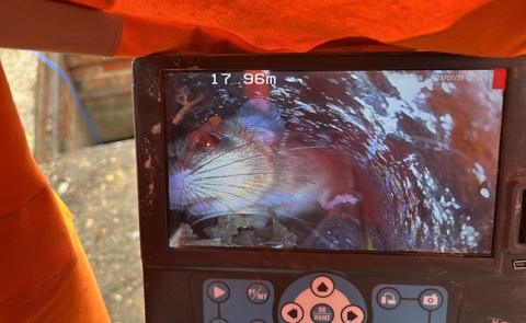 Rats cause Tring Openreach broadband outage by chewing cables - BBC News