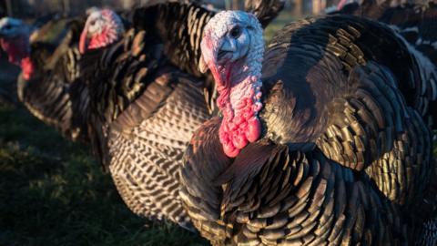Bird flu found in 6,000 turkey flock at East Lindsey farm close to ...