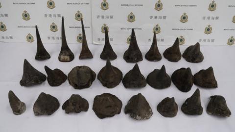 China accuses 11 of smuggling totoaba swim fish bladder - BBC News
