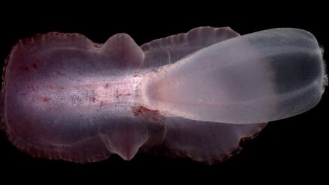 Underwater creatures: 5,000 new species found in the Pacific Ocean ...