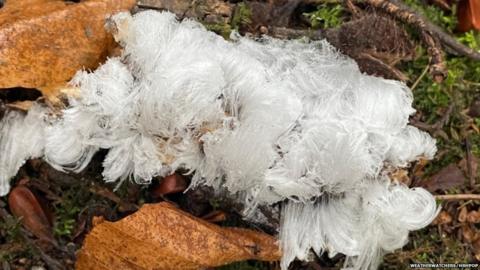 Rare 'hair ice' spotted in Scotland - BBC Weather