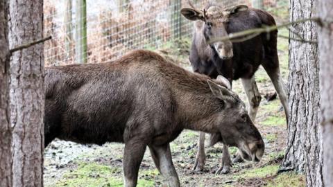 Eurasian elk: UK breeding programme begins at wildlife park - BBC News