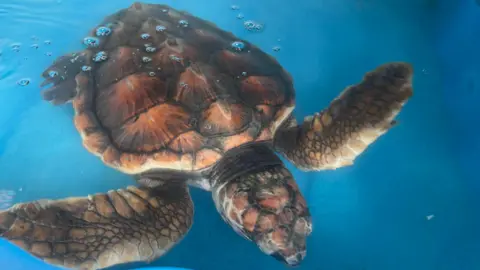 Admin and Brexit delay turtle's move from Guernsey, says charity
