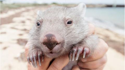 Rare northern hair-nosed wombat born in Australia - BBC News