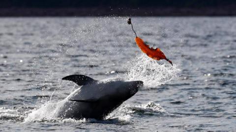 Rare close encounter with sunburned dolphin Spirtle - BBC News