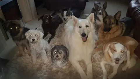 Corwen pet owner takes paw-trait with 17 cats and dogs