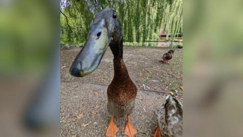 Long Boi: Search continues for York University's missing tall duck ...