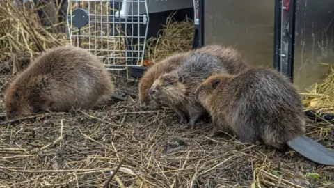 Otter kills young beavers released at Loch Lomond