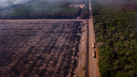 Climate change: older trees loss continue around the world - BBC News