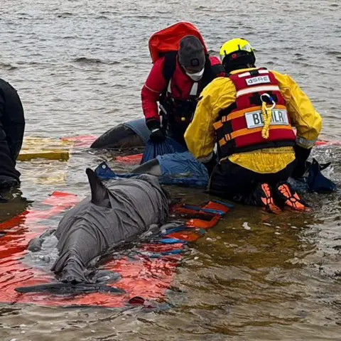 Dolphins and young rescued after stranding on Orkney beach