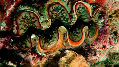 Philippines: Giant clam shells worth $25m seized in raid - BBC News