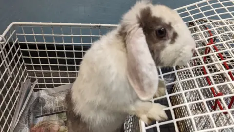 Family of rabbits dumped in bin at Bestwood Country Park