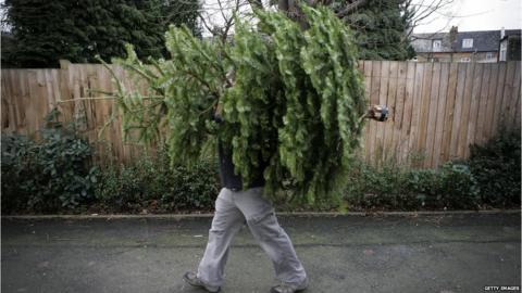 Eat your Christmas tree (and five other top tips) - BBC News
