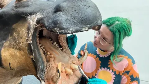 Leeds stuffed 99-year-old hippo being restored to 'full majesty'