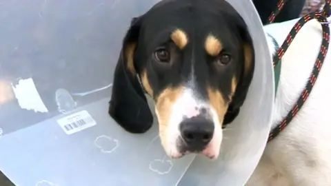 Disabled Stafford boy's therapy dog hurt in hit-and-run