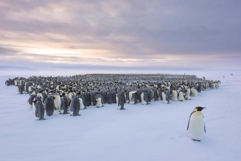 Documenting emperor penguins in Antarctica - BBC News