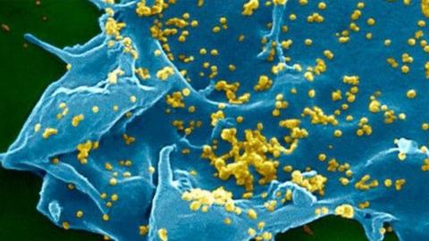 Vaccines for three deadly viruses fast-tracked - BBC News