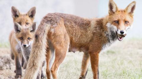 Your pictures of Scotland 22 - 29 May - BBC News