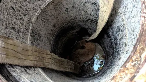 'Exhausted' fox rescued from uncovered manhole in St Albans