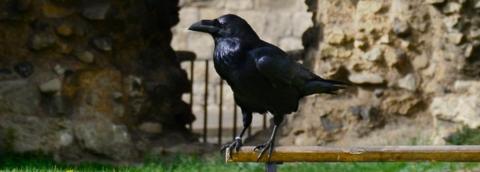 Tower of London welcomes first raven chicks in 30 years - BBC News
