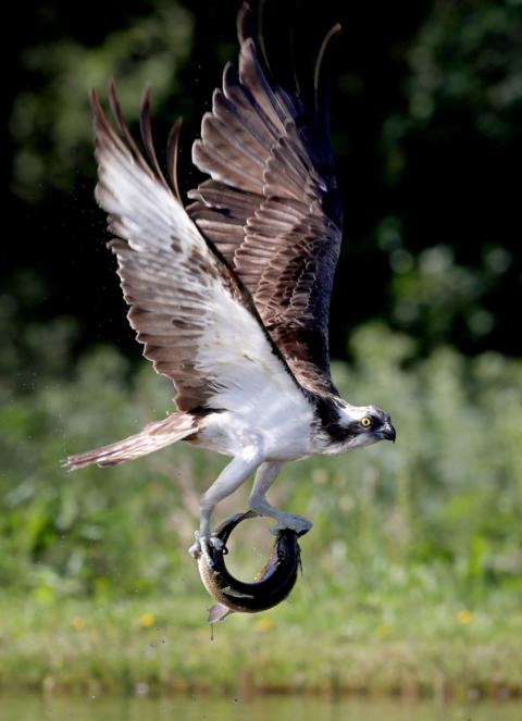 Photographer captures dramatic pictures of birds hunting in Scotland ...