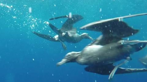 Marine plastic: Hundreds of fragments in dead seabirds - BBC News