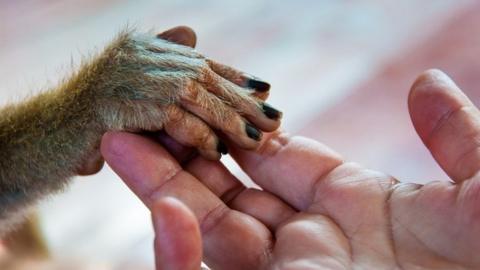 MPs reject attempt to revive animal welfare bill - BBC News