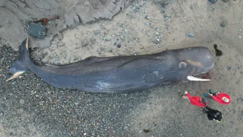Gwynedd: Dead whale so thin its ribs were sticking out