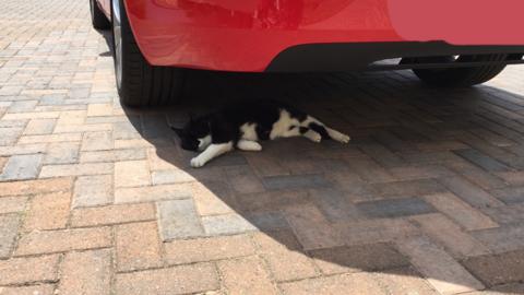 Your pictures of Scotland: 12-19 June - BBC News