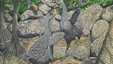 The other Dodo: Extinct bird that used its wings as clubs - BBC News