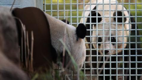 'Rock star' pandas - not exactly a love story - BBC News