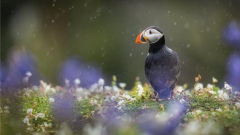 Wildlife photography: Magic of Skomer's puffins captured - BBC News
