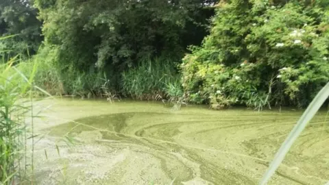 Droitwich toxic algae leads to warning to stay out of canal