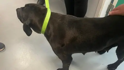 Police appeal for CCTV after injured dog thrown from van