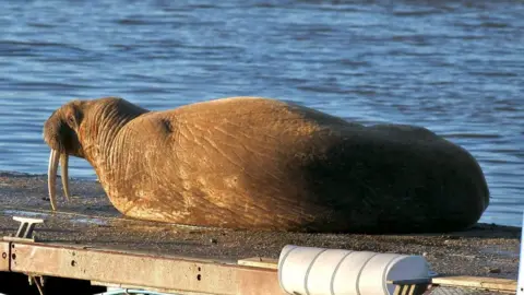 Thor the walrus arrives in Blyth after leaving Scarborough