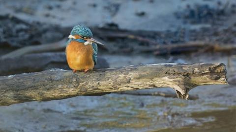 Your pictures of Scotland: 6 - 13 January - BBC News