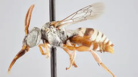 Cuckoo bee species 'hiding in plain sight'