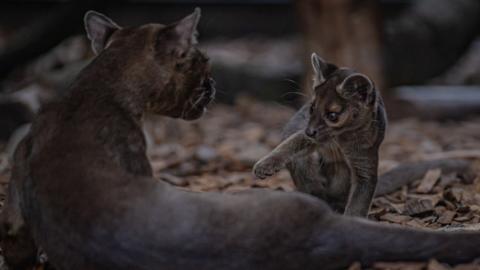 Triple the trouble as Chester Zoo shares first glimpse of rare baby ...